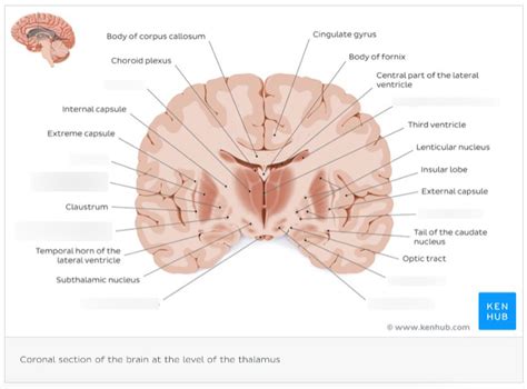 Prite Review 2021 Diagram Quizlet
