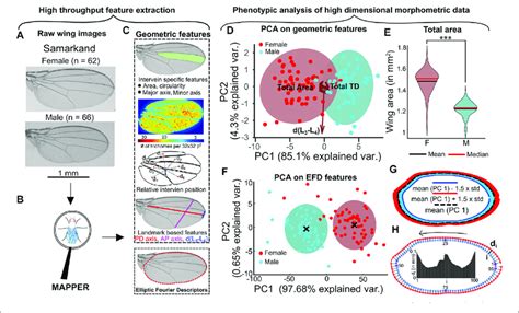 Representative Statistical Approaches For Phenotypic Analysis A Download Scientific