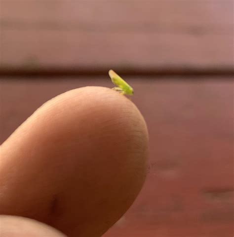 Idk If Hes The Smallest Grasshopper Ever But He Is Microscopic And