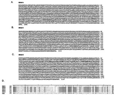 Predicted Amino Acid Sequences Of Human Class Ii Hdacs The Conserved Download Scientific
