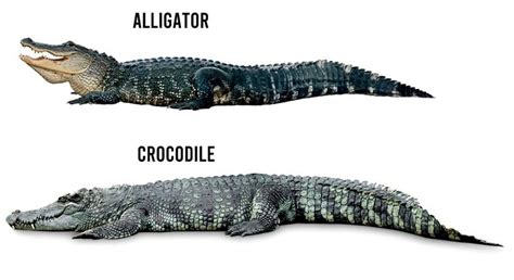 Pictures Of Crocodiles Versus Alligators Differences Between