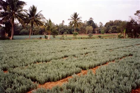 Davana Oil K K Aromas