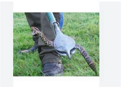 Snake Control Service At ₹ 1sq Ft In Panchkula Id 2855087288788