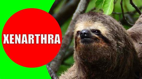 Xenarthrans Anteater Sloth Armadillo Sounds Videos And Photos