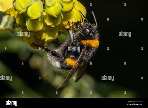 Bumblebee From Bombus Terrestrislucorummagnuscryptarum Complex