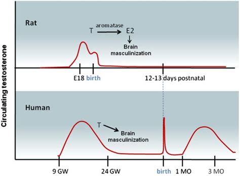 Using Sex Differences In The Developing Brain To Identify Nodes Of