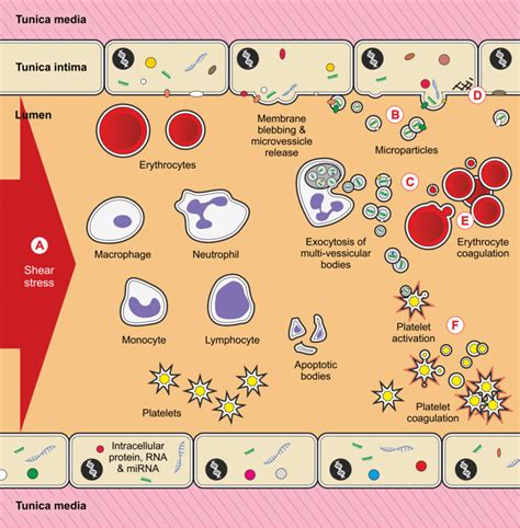Microparticles In The Vasculature This Figure Displays The Presence Of