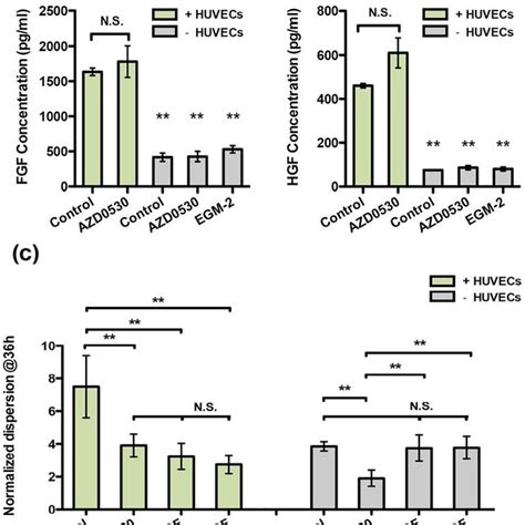 Analysis Of Endothelial Cell Secretion Of Hgf And Fgf 2 In Co Culture