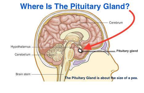 Where Is The Pituitary Gland Located Hypogal Website