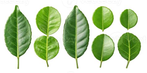 Kaffir Lime Leaf With Glossy Texture And Vibrant Green Color Showing