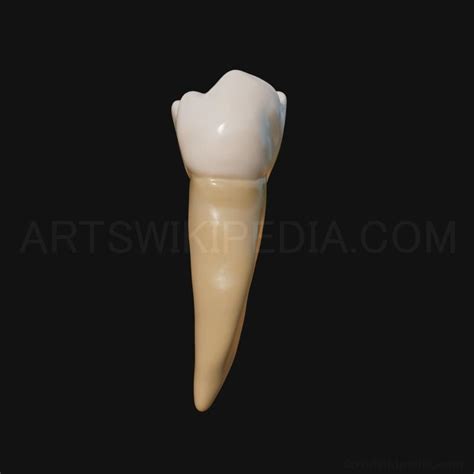 3d Model Of Mandibular Left Second Premolar