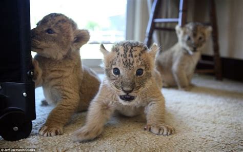 Meet The Lion Keeper Whos Raising A Pride Of Cubs In His Backyard