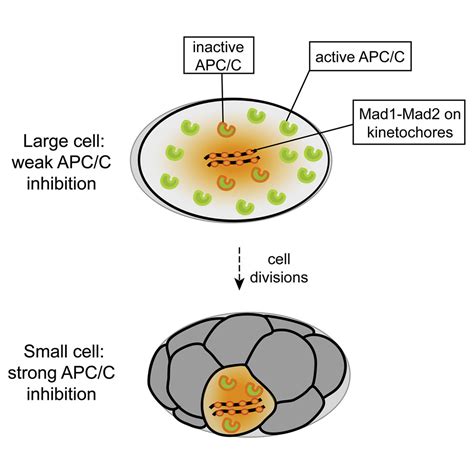 Spindle Assembly Checkpoint In Cell Division At Jason Rocha Blog