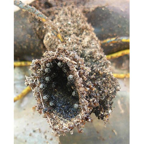 Stingless Bee Honey 60ml Kasayalk