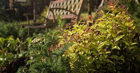 Early Spring Pruning Guide For Bc — Mother Nature Powell River