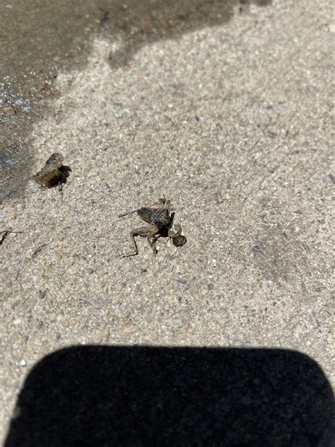 Dozens Of Cricket Looking Bugs In The Bottom Of The Pond This One Came Out Of The Pond Vac