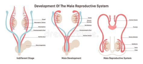 Sexual Differentiation Stock Illustrations 37 Sexual Differentiation Stock Illustrations