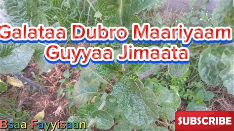Galataa Dubro Maariyaam Guyyaa Jimaata Youtube