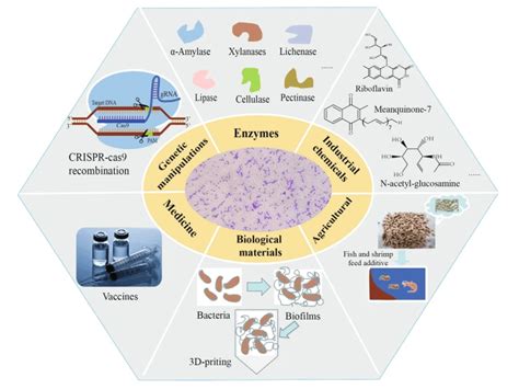 Application Of Bacillus Subtilis In Industrial Agriculture Rmedicalinstruments