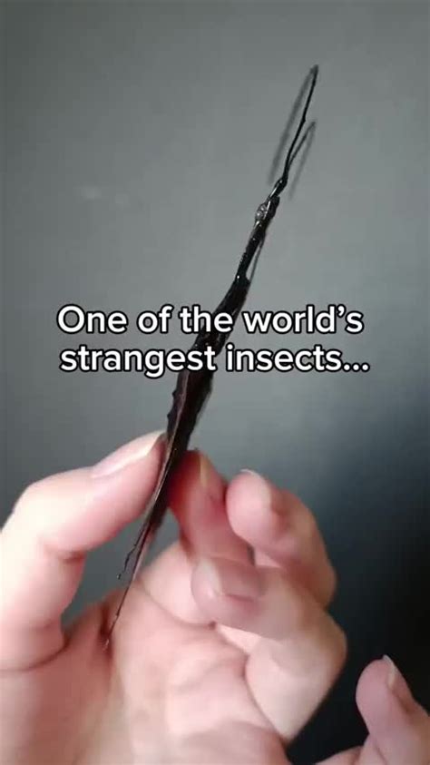One Of The Most Unique And Odd Looking Insects In The World Album On