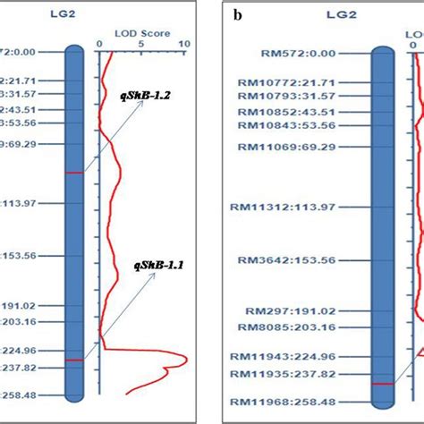 Graphical Representation Of Quantitative Trait Loci Qtls For Sheath