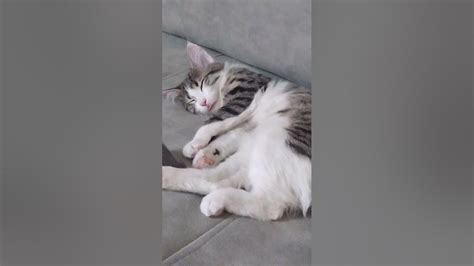 تام وروجک همیشه در حال خرابکاری😆‌‌ونینو ناز ک موقع خواب زبونش همیشه بیرونه🤔 حمایتازحیوانات