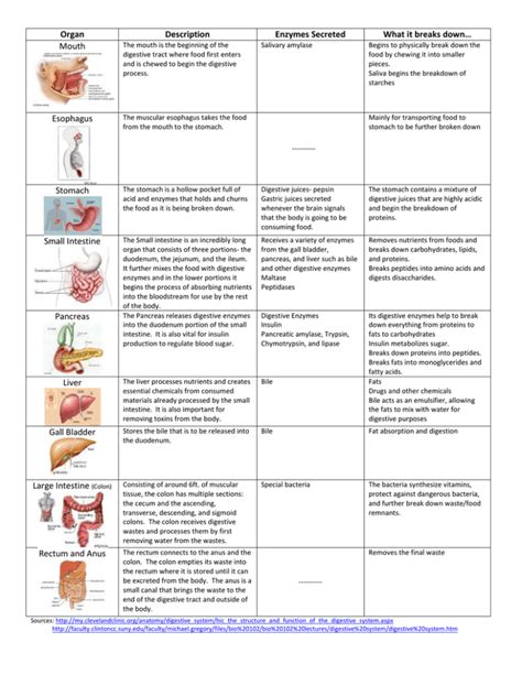Digestive System Organs Chart Artofit