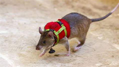 Llegan Las Ratas Heroicas Los Roedores Que Están Entrenando Para