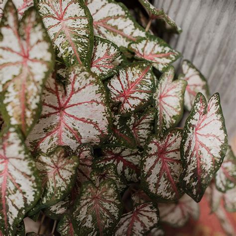 Caladium Propagation