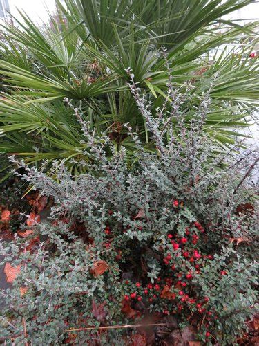 Cotoneaster Glaucophyllus Hort Gray Leaf Cotoneaster Plant Lust