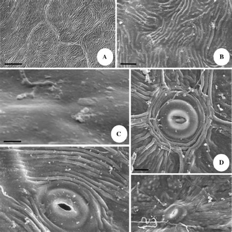 Sem Micrographs Of Leaf Epidermis A B Striated Cuticle On The Adaxial Download Scientific