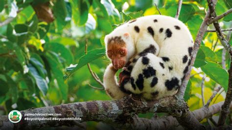 Waigeo Cuscus Spilocuscus Papuensis Palm Oil Detectives