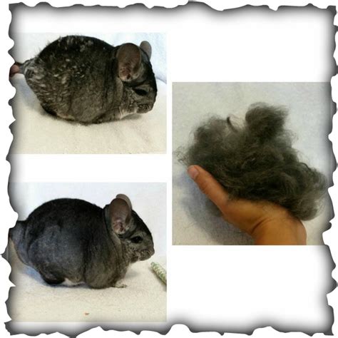 Problems With Fur