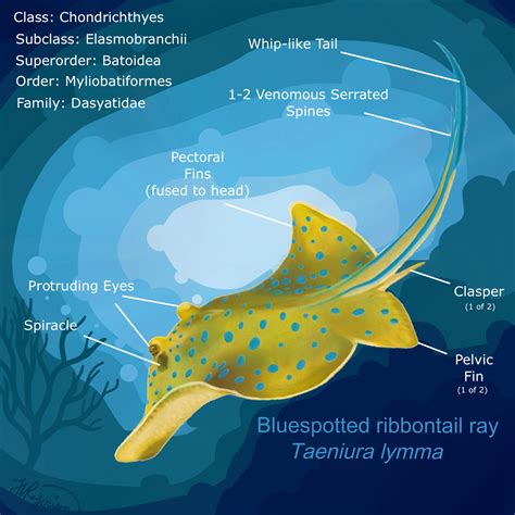 Sunday Sketch The Blue Spotted Ribbontail Ray