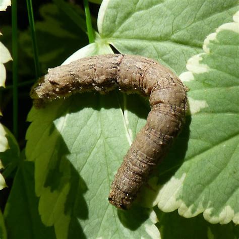 Unknown Catocola Catocala Bugguide Net