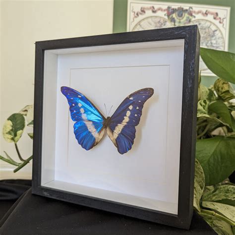 Helena Morpho ~ Morpho Helena Entiques