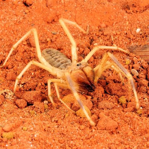 Camel Spider National Geographic
