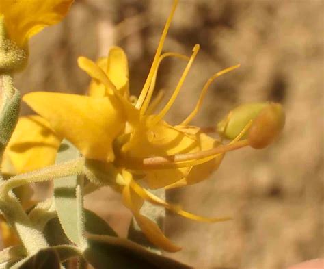 Peritoma Arborea Var Globosa Calflora
