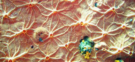Dendronephthya Spp Species Profile Features And Distribution