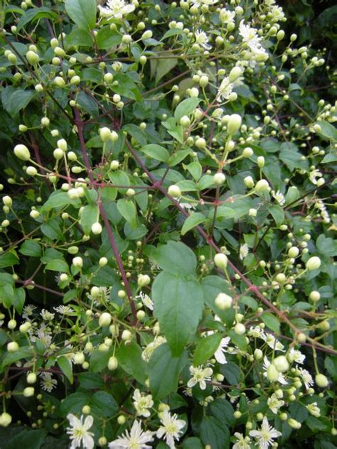 Clematis Botanics Stories