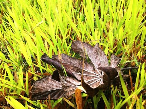 99000 Meadow Grasshopper Pictures