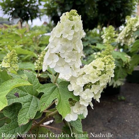 2 Hydrangea Quer Ruby Slippers Dwarf Oakleaf Native Tn