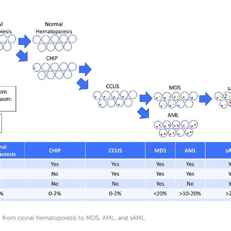 Comparison Of The Who Icc And Eln 2022 Classification Systems For