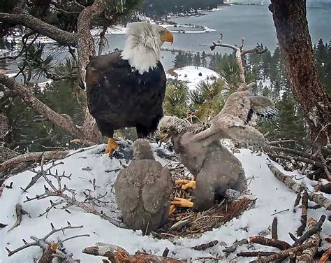 Big Bear Bald Eagle Chicks Now Have Their Own Names Orange County