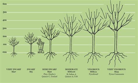 Rootstocks Fruit Trees Sizes And Rootstocks Apple Apricot