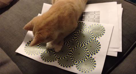 Optical Illusions Can Surely Trick Our Minds And Make Our Heads Spin In