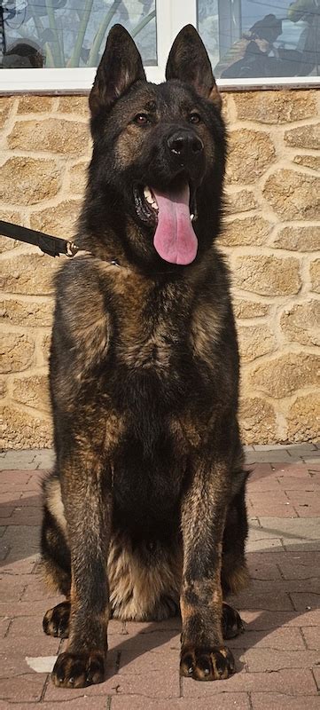 Bojar ♂ • Eurosportk9 Josef Mravik