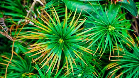 Plant Leaf Close Up Green Plant Background Material Wallpaper Plant