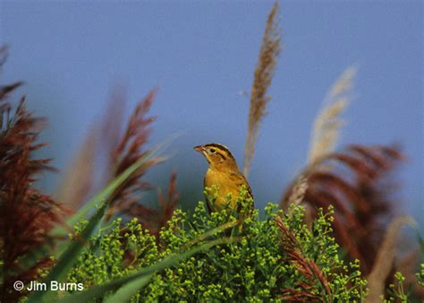 Bobolink Bobolink