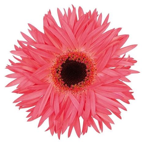 Germini Spider Spectacle X 20 Wholesale Dutch Flowers And Florist